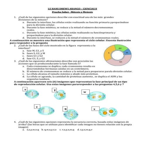 Hoja De Trabajo Sobre Mitosis Y Meiosis: Clave De Respuestas