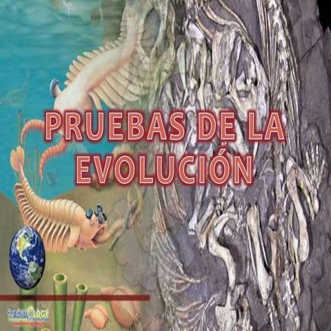 Pruebas de la evolución | PPTX
