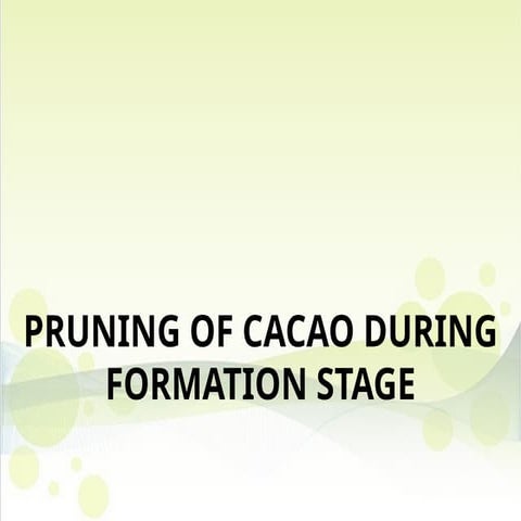 pruning of cacao during formation stage.pptx