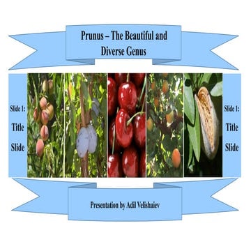 Prunus the beatiful diverse genus and group | PPTX
