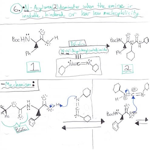Embryonic Hedgehog Protein and Intein/Extein Splicing | PDF