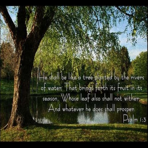 Psalm 1 17th July 2011 | PPTX