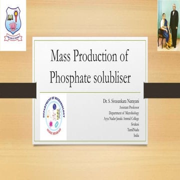 Phosphate Solubilising bacteria - Mass cultivation | PPTX