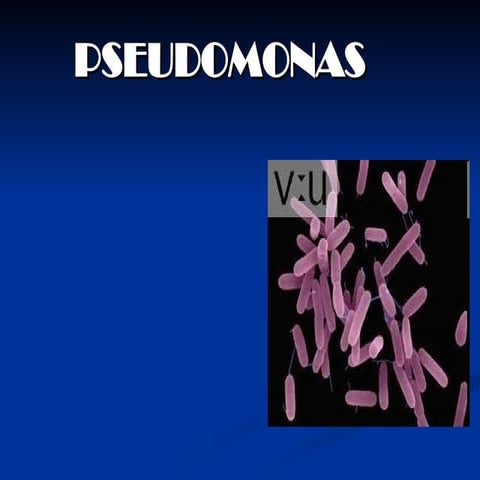 pseudomonas aruginosa hospital acquired infection | PPT