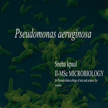 Pseudomonas aeruginosa original .pptx pptx | PPTX