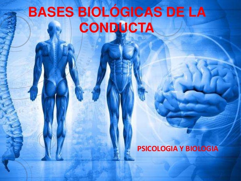Psicologia - bases biologicas de la conducta