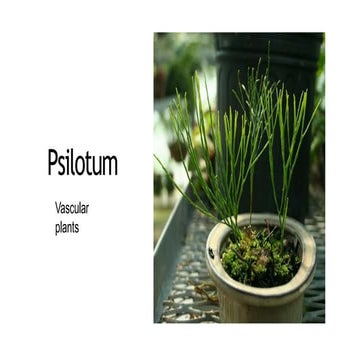 psilotum.pptx