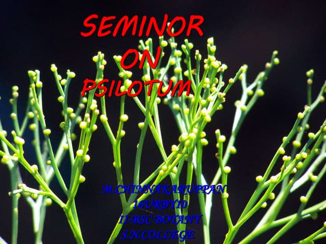 Psilotum | PPTX