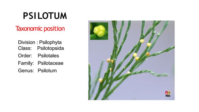 psilotum.pptx