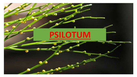 Equisetum | PPT