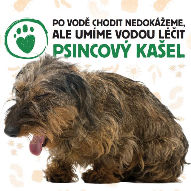 Strach a úzkost u psa | PDF