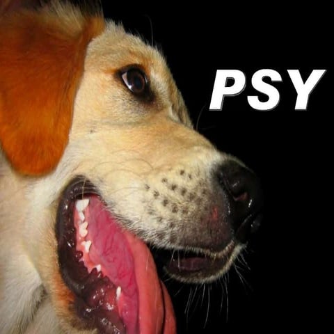 Psy | PPS | Pets