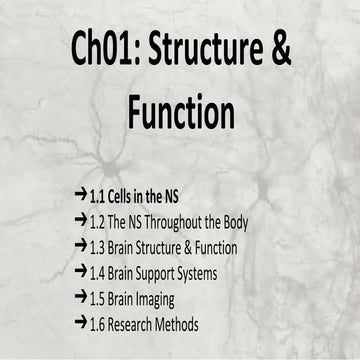 PSY-2 Ch01: Structure & Function | PPTX | Brain and Nervous System ...