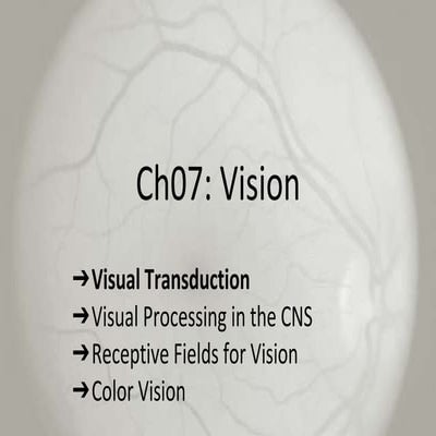 PSY-2 Ch07 Vision | PPT