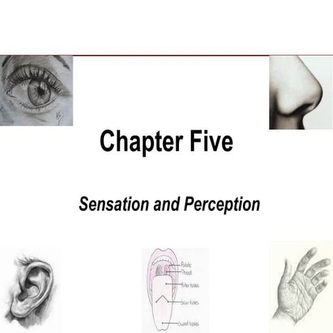 chapter 3 sensation & perception powerpoint.pptx