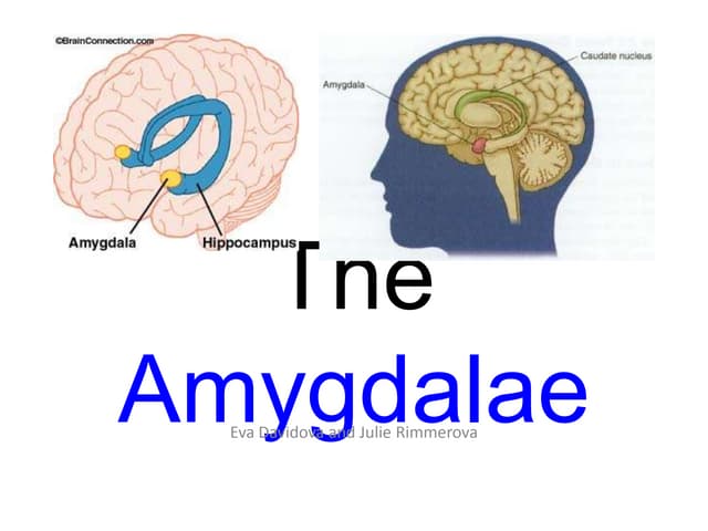 Amygdala | PPTX