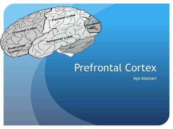 The Prefrontal Cortex | PPT