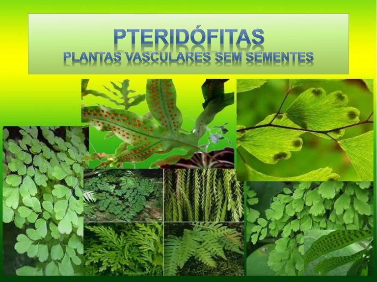 Pteridófitas