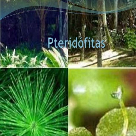 Pteridófitas seminario de biologia | PPTX