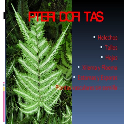 Ejemplos De Pteridofitas Plantas: Musgos, Helechos, Gimnospermas, Y