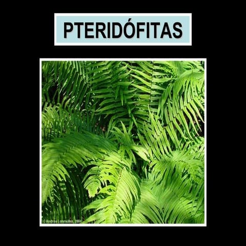 PTERIDÓFITAS | PPT