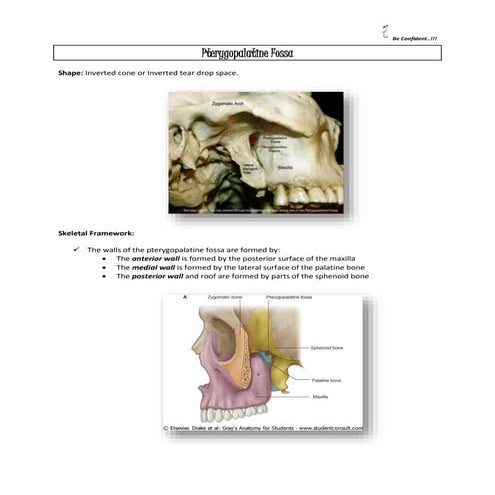 Contents Of Pterygopalatine Fossa Infratemporal Fossa – Anatomy QA