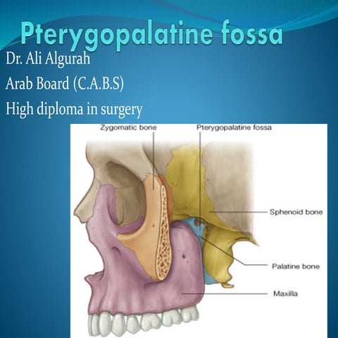 Pterygopalatine Fossa Diagram