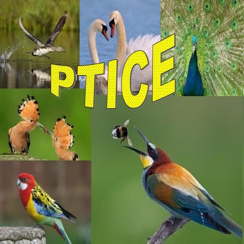 Ptice | PPT