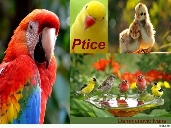 Ptice | PPT