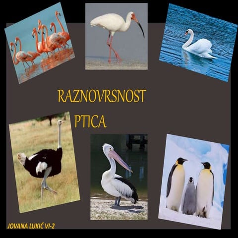 Ptice- raznovrsnost | PPTX