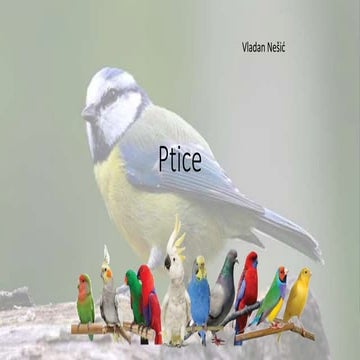 Ptice | PPTX