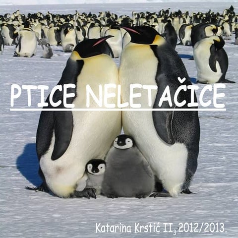 Ptice | PPT