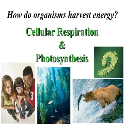 Respiration and photosynthesis | PPT