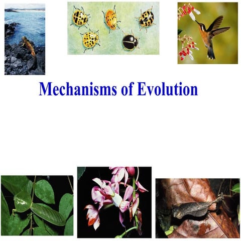 Mechanisms Of Evolution Speciation