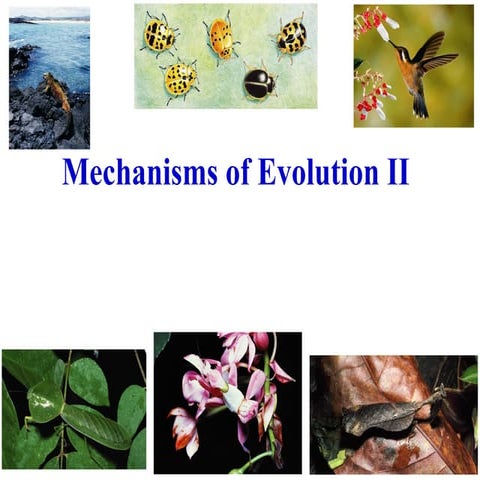 Mechanisms of evolution-II | PPT