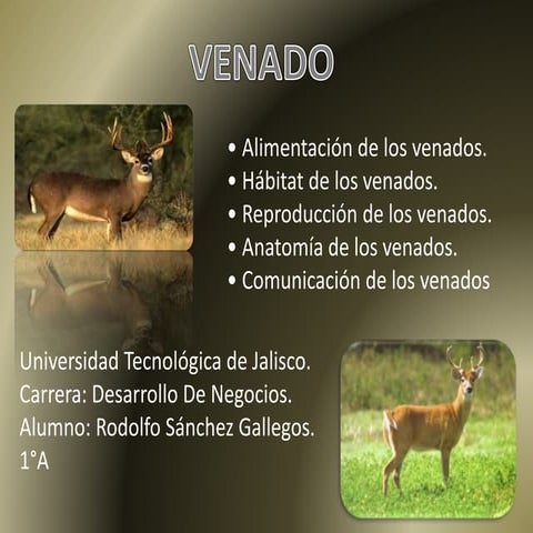 Venados PTPP4 | PPTX