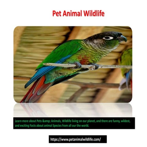 Pet Animal Wildlife | PPTX | Dogs | Pets