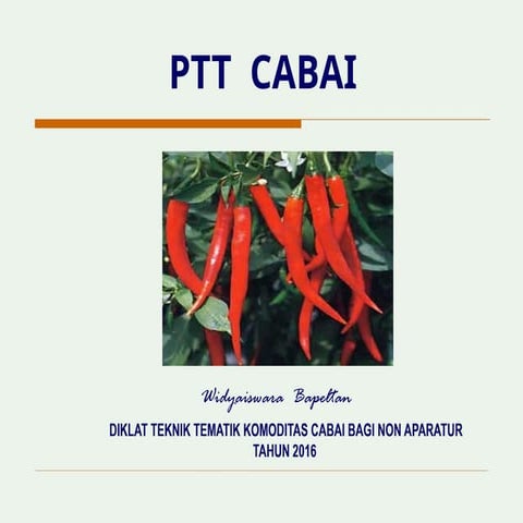 Panduan budidaya cabai dalam pot polybag | PDF