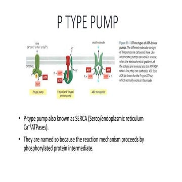 P type pump | PPTX