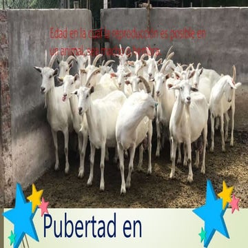 Pubertad en gametogénesis en bovinos.pptx