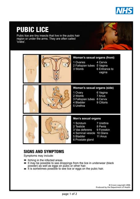 Lice Pptx Infectious Diseases Diseases And Conditions