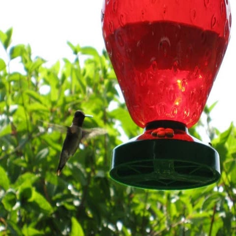 Public Speaking Visual | PPTX