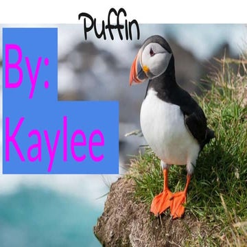 Puffin | PPTX