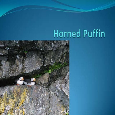 Puffins | PPTX