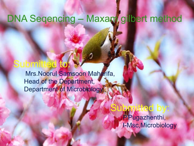 Maxam-Gilbert method of DNA sequencing | PPT