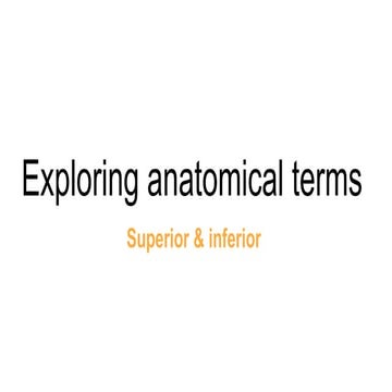 anatomical terms (superior & inferior) by M.pujitha | PPT