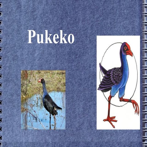 Pukeko, By Bahar | PPT | Birds | Pets