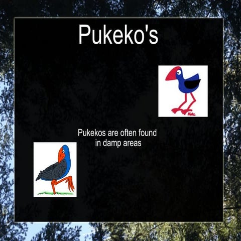 Pukekos life, By Megan | PPT