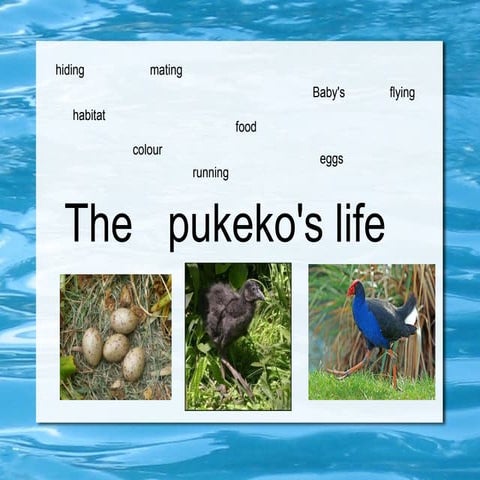 Pukekos life, By Megan | PPT