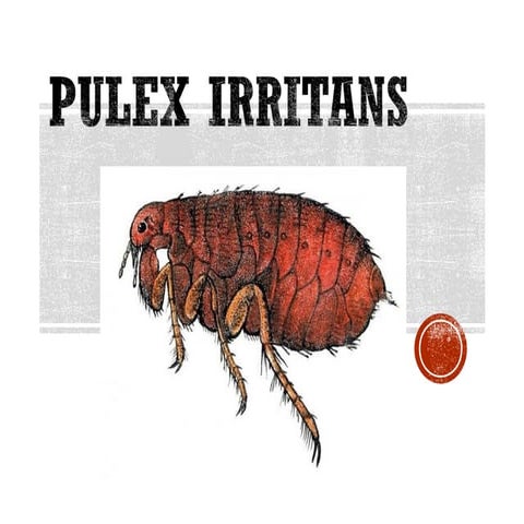Pulex irritans | PPT